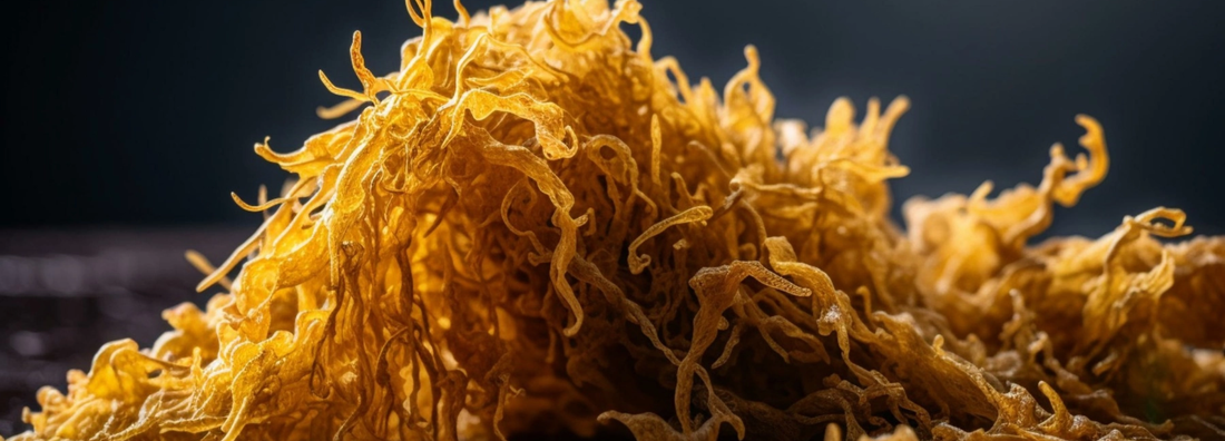 The Moringa Family Group